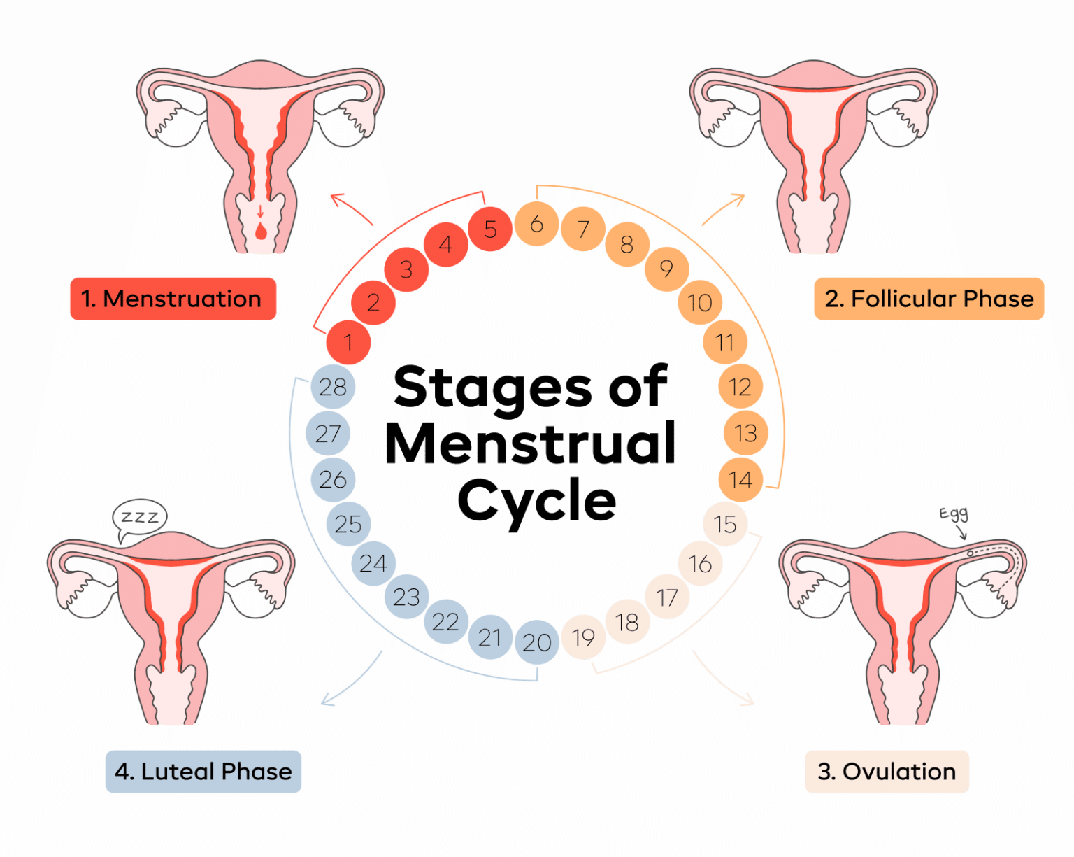 Intermittent Fasting and Your Menstrual Cycle - Benefits for Women’s Health